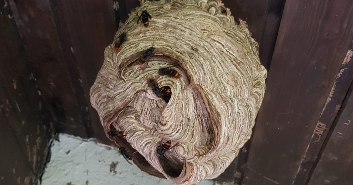 „Asiatische Hornisse – erkennen, melden, bekämpfen“ | Verbandsgemeinde Saarburg-Kell