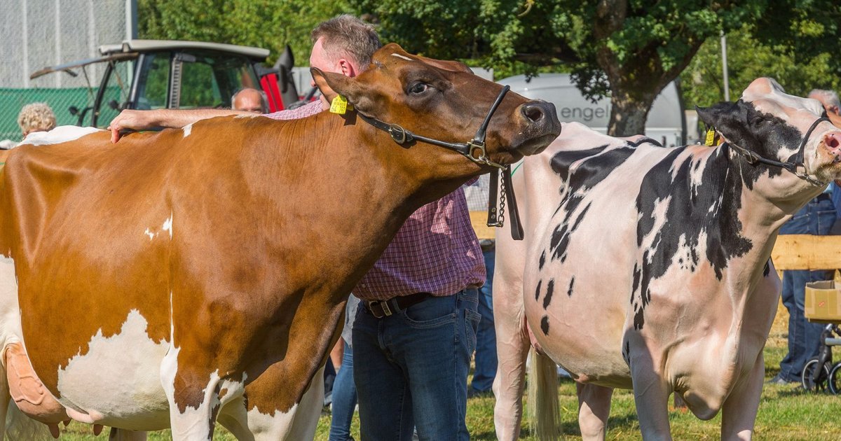 Verbandsgemeinde-Tierschau: Aufruf an alle Tierhalter ...